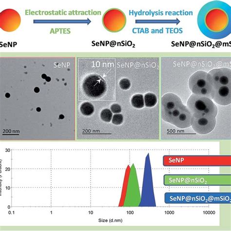 Pdf Synthesis Of Selenium Nanoparticles With Mesoporous Silica Drug Carrier Shell For