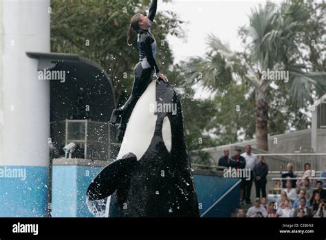 Dawn Brancheau And The Killer Whale Performing Tricks At Seaworld