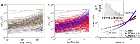 a the msd curves as a function of lag time τ calculated for all the
