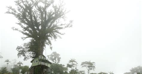 The Coolest Tree Houses In The World The 13 Most Amazing Homes Living
