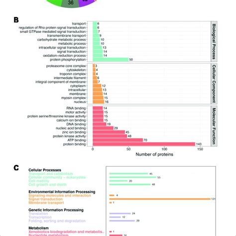 Functional Analysis Of The Phosphorylated Proteins A Subcellular