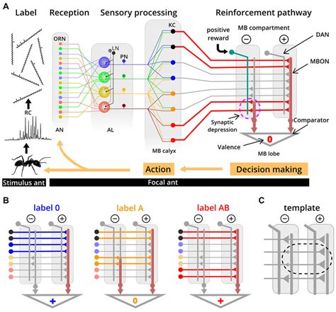 Simplified Circuit Model Proposed For Template Formation And Download Scientific Diagram