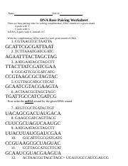 DNA Base Pairing Worksheet Docx Name Period DNA Base Pairing