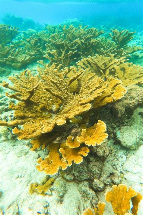 Billen Bloot Kokosnoot Op Vakantie In Aruba Reisgoesting