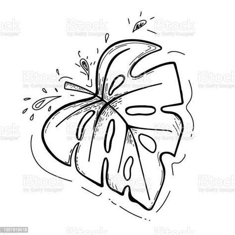 열대 식물에서 손으로 그린 잎 그 안에 구멍이 있는 잎 낙서 스타일 스케치 몬스터라의 격리된 벡터 일러스트레이션 검은색에 대한 스톡 벡터 아트 및 기타 이미지 Istock