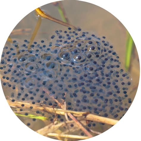 Identifying Cane Toads Watergum