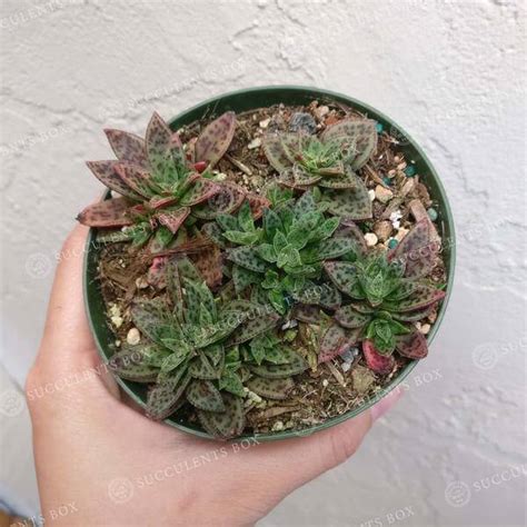 Succulent Subscription Box Monthly Succulents Box