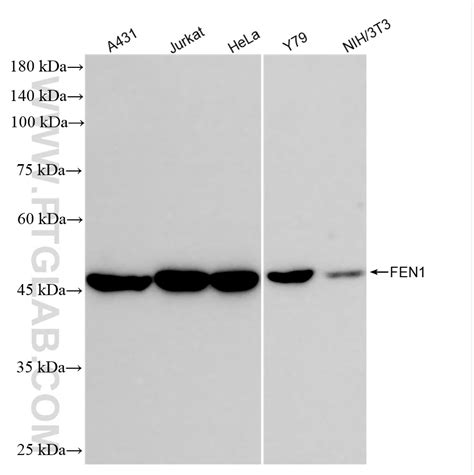 Fen1 Antibody 84916 6 Rr Proteintech