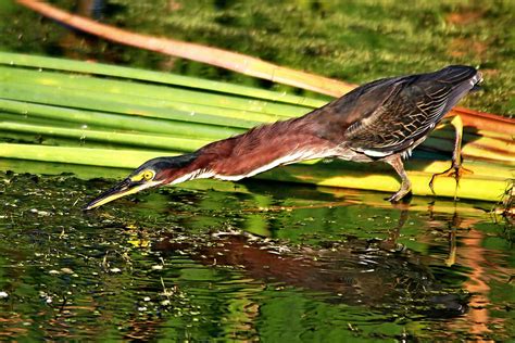 The Long Reach Photograph By Ira Runyan Pixels