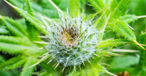 Get Rid Of Grass Burrs And Stickers In Your North Texas Lawn