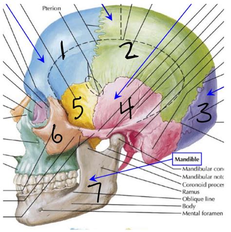 Lab 7 Flashcards Quizlet