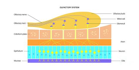 Olfactory System Photograph By Pikovit Science Photo Library Fine