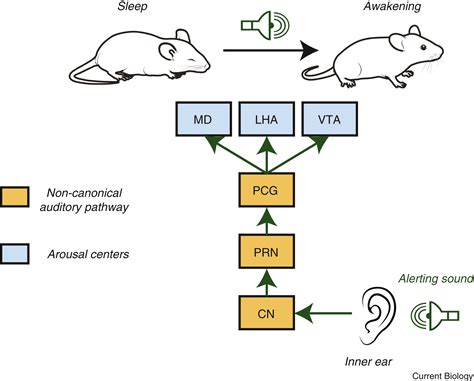 Auditory Circuits Watchmen Of The Sleeping Brain Current Biology