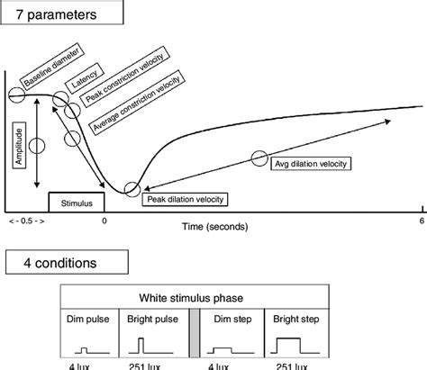 Top Schematic Representation Of A Pupil Response Profile And The