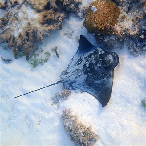 Australian Bull Ray Myliobatis Australis