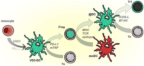 Frontiers Regulatory Multitasking Of Tolerogenic Dendritic Cells