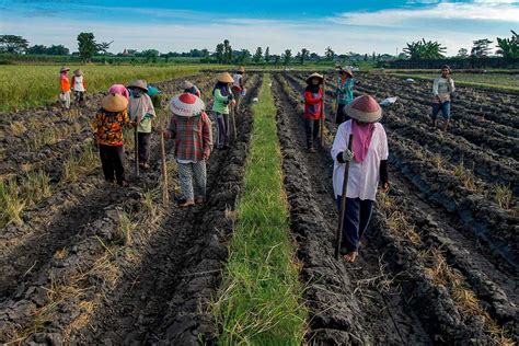 Memasuki Musim Kemarau Petani Mulai Menanam Palawija