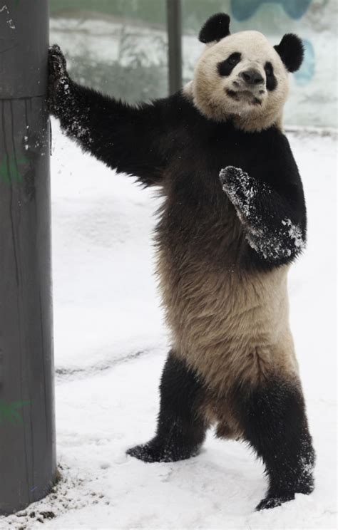 Giant Panda Blood May Provide New Antibiotic To Combat Resistant