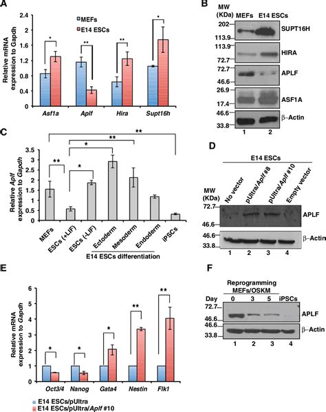 Figure 1 From Histone Chaperone Aplf Regulates Induction Of Pluripotency In Murine Fibroblasts