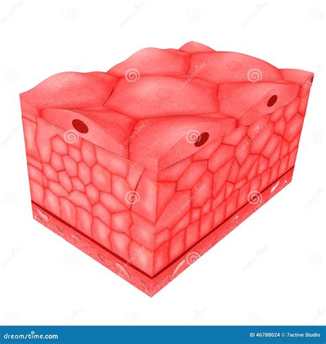 Epithelial Tissues Stock Illustration Image 46788024