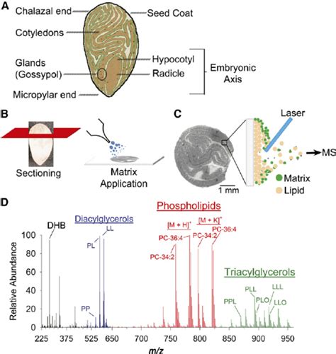 Schematic Overview Of Cottonseed Anatomy And The Maldi Msi Process Download Scientific Diagram