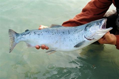 The Allure Of The Chinook Why Anglers Dream Of Catching The King Salmon