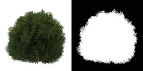 Platycladus Tree Bilder Stockfotos Und Bilder Zum Thema Platycladus Tree