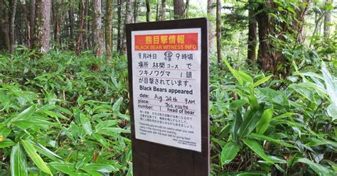 クマ出没注意今のクマは常識破り｜穂高渓太郎