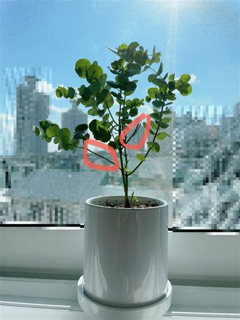 유칼립투스 가지치기 지식in