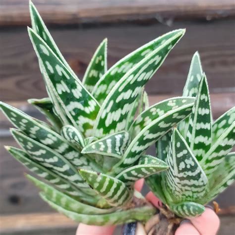 Сукуленти 🌱 Кашпо 🪴 Каміння декоративне 🪨 Грунт для сукулентів Succulents Magic • Instagram