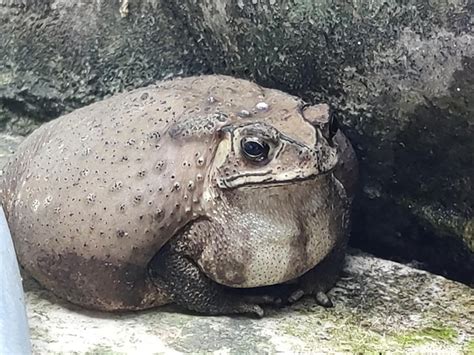 This Massive Toad I Found In My Garden Rabsoluteunit