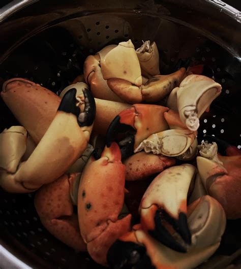 Live Stone Crab