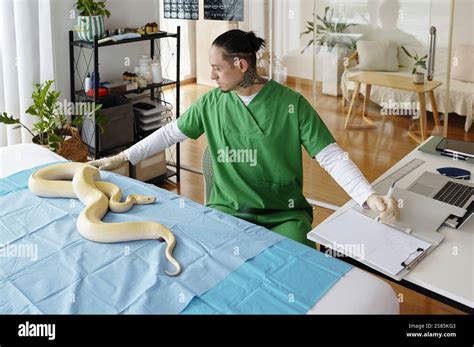 Veterinary Professional Examining A Python In Medical Office Stock Photo Alamy