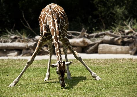 Giraffe Eating Grass Photograph By Melany Sarafis Pixels