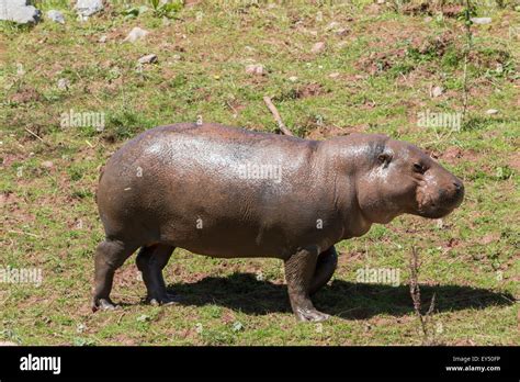 Pygmy Hippopotamus Choeropsis Liberiensis On Land Stock Photo Alamy