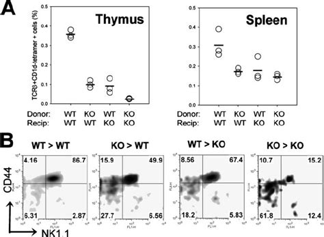 Nonredundant Roles Of Nonhematopoietic And Hemopoietic Cells In The
