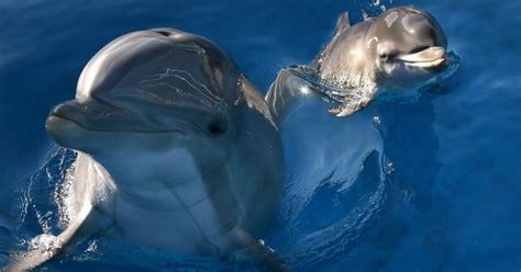 Why Are Dolphins Evil A Look Into Their Dark Side