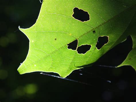 나뭇잎 광합성 엽록소 Pixabay의 무료 사진 Pixabay