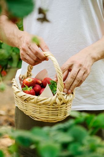 신선한 잘 익은 딸기로 가득 찬 바구니를 가진 남성 손 열매를 들고 농부는 딸기를 익은 열매의 수확 딸기 열매 상자를 들고 있는