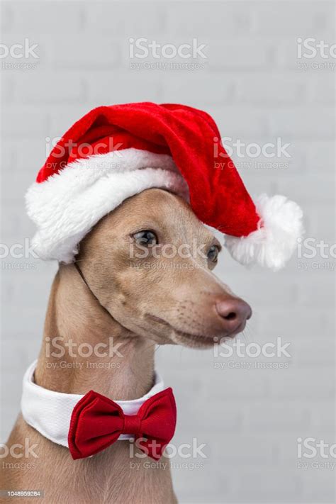 산타 클로스 모자와 개 0명에 대한 스톡 사진 및 기타 이미지 0명 갈색 개 Istock