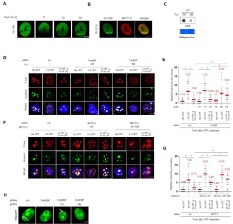 TonEBP Recognizes R Loops And Initiates M6A RNA Methylation For R Loop