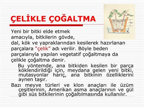 PPT BAHÇE BİTKİLERİNDE VEGETATİF ÇOĞALTIM YÖNTEMLERİ PowerPoint