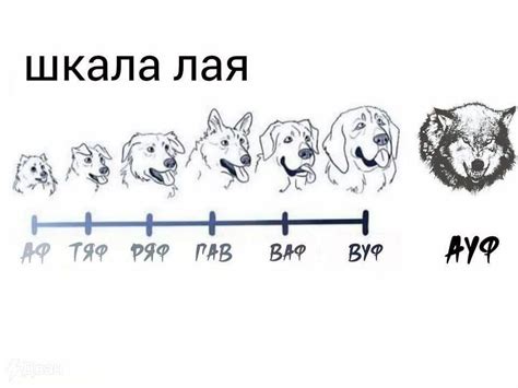 ﻿шкала лая № ТЯ ГАВ В ß F т повтор шкала Баян баян боян