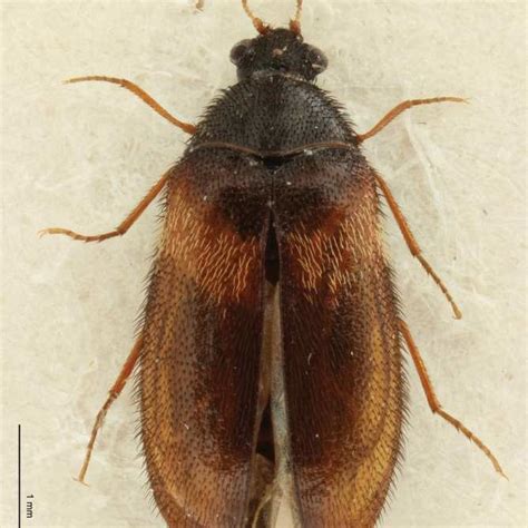 Trogoderma Variabile Last Instar Larva Body Length 50 Mm From Rome