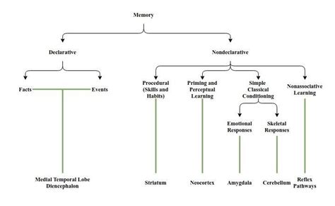 Long Term Memory System Taxonomy Squire 2004 Download Scientific