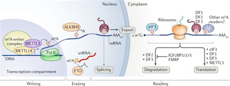 The Methionine Code Infinome Blog