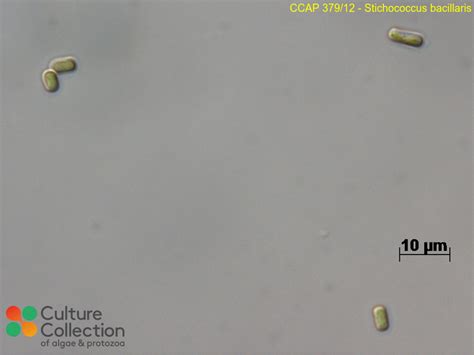 Stichococcus Bacillaris