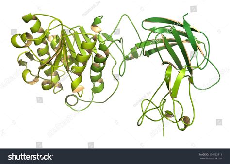 Human Pancreatic Lipase Hpl Enzyme Complex Stock Illustration 254632813