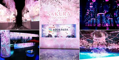 水族館裡也能賞櫻花Maxell Aqua Park 品川期間限定SAKURA AQUARIUM by NAKED正式開催 Maxell