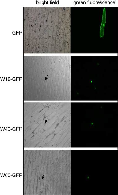 Nuclear Localization Of WRKY18 WRKY40 And WRKY60 Download Scientific Diagram
